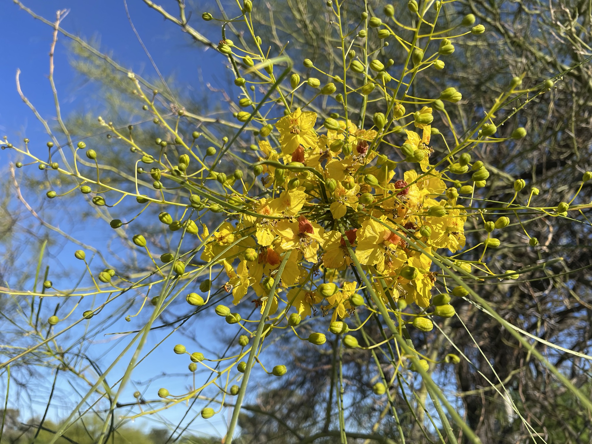 Synchronous Mode | mermaidcamp