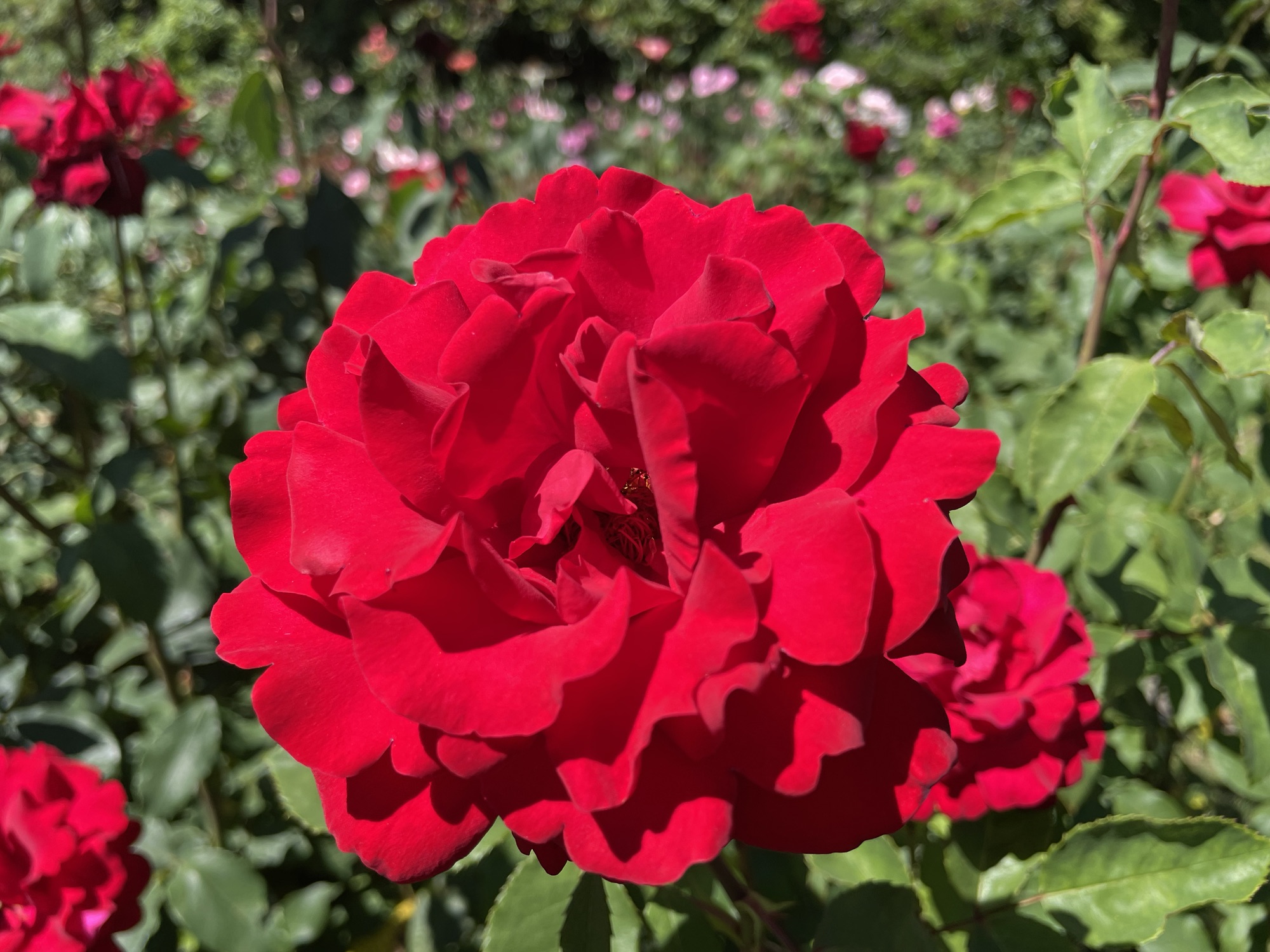 Rose City | mermaidcamp