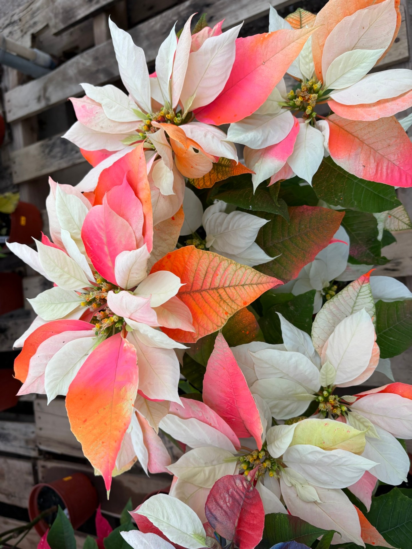 Bending Ratios | mermaidcamp